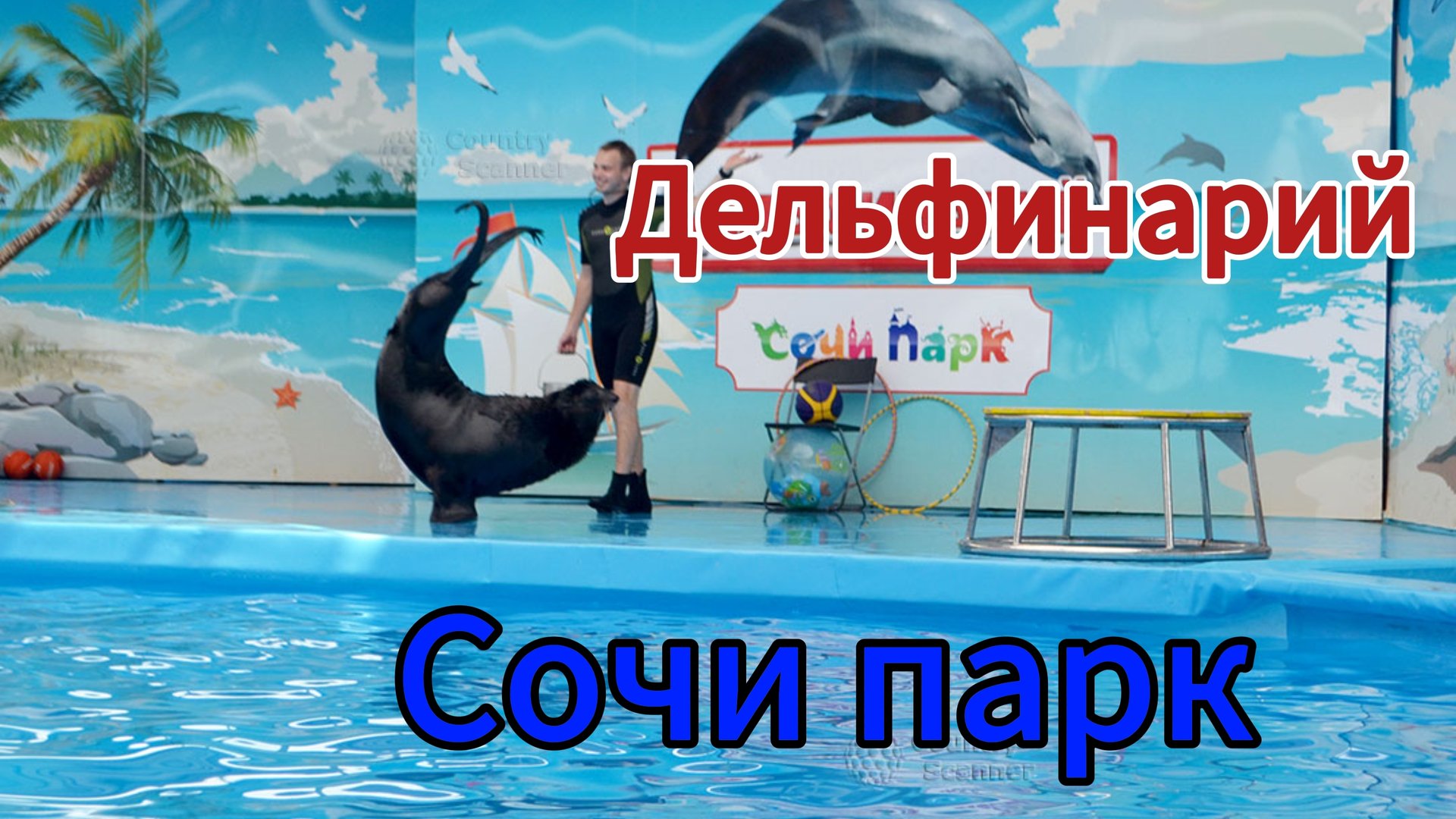 Сочи парк. Дельфинарий.