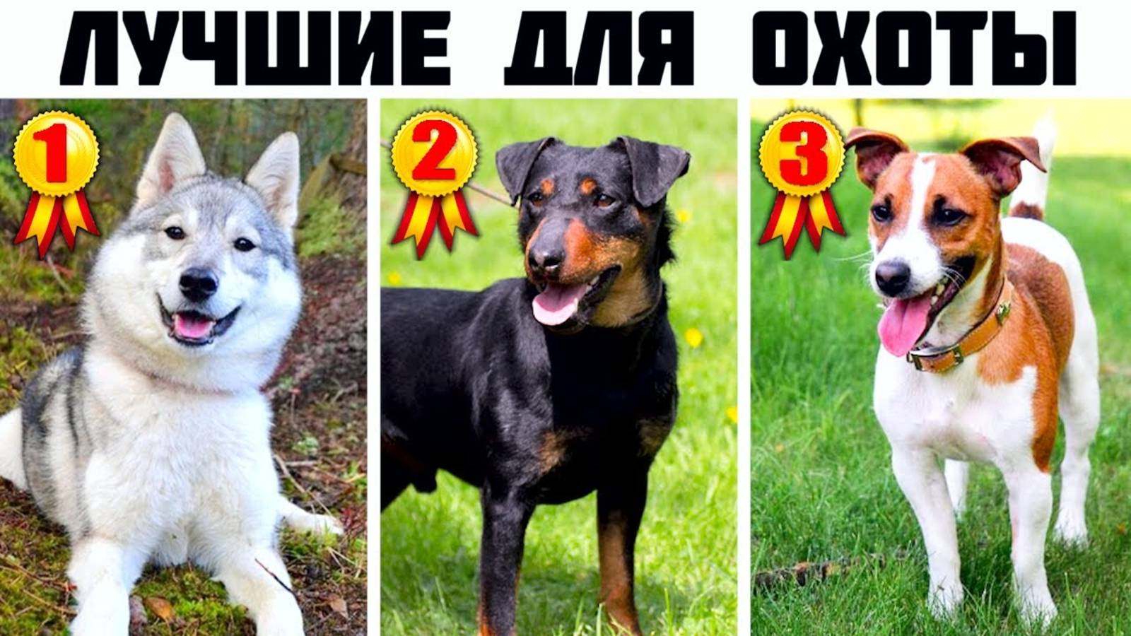 7 Лучших универсальных охотничьих пород собак (Часть 2)