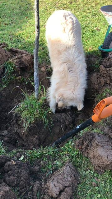 Что ищет Рич❓Пересаживаем вишню