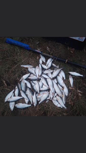 Сегодня порыбачил на Боковой Кивок на Старице🎣 Наживка мотыль и опарыш. Прикормка Dunaev (Плотва).
