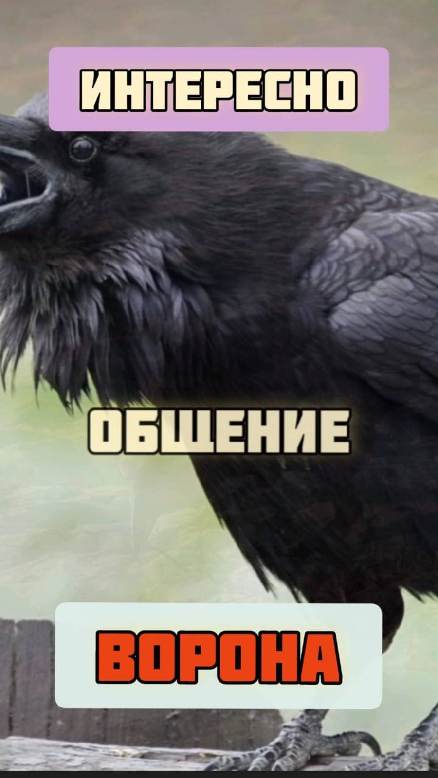 Язык и общение. Вороны - гении под нашими окнами. #вороны #птицы #природа #животные #ворона