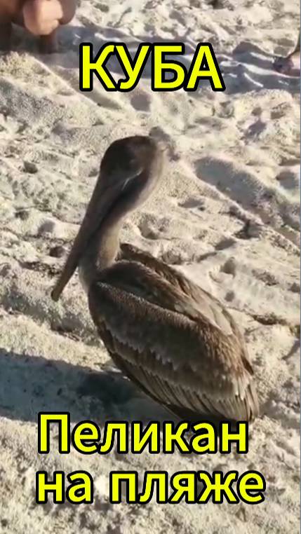 Пеликан на пляже после охоты Куба.