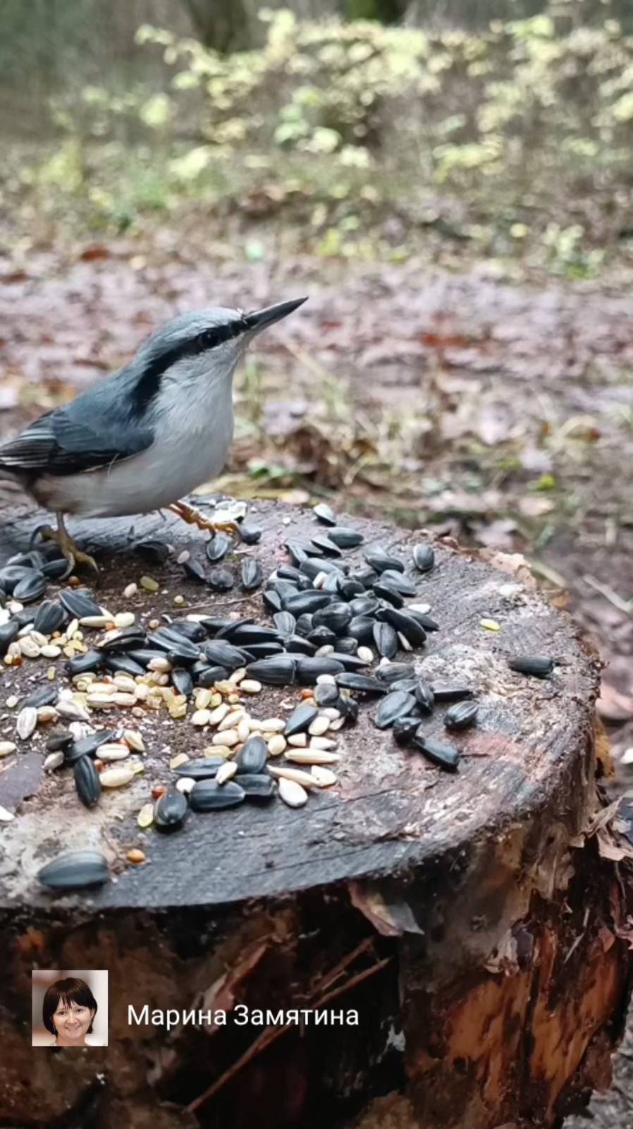 Птички в лесу.