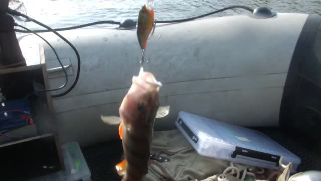 Жара ушла и клев вместе с ней...