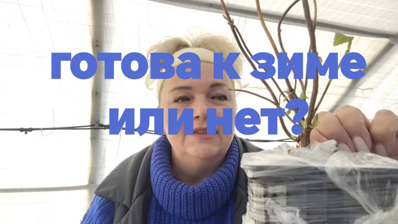 Гортензия готова ли к зиме?