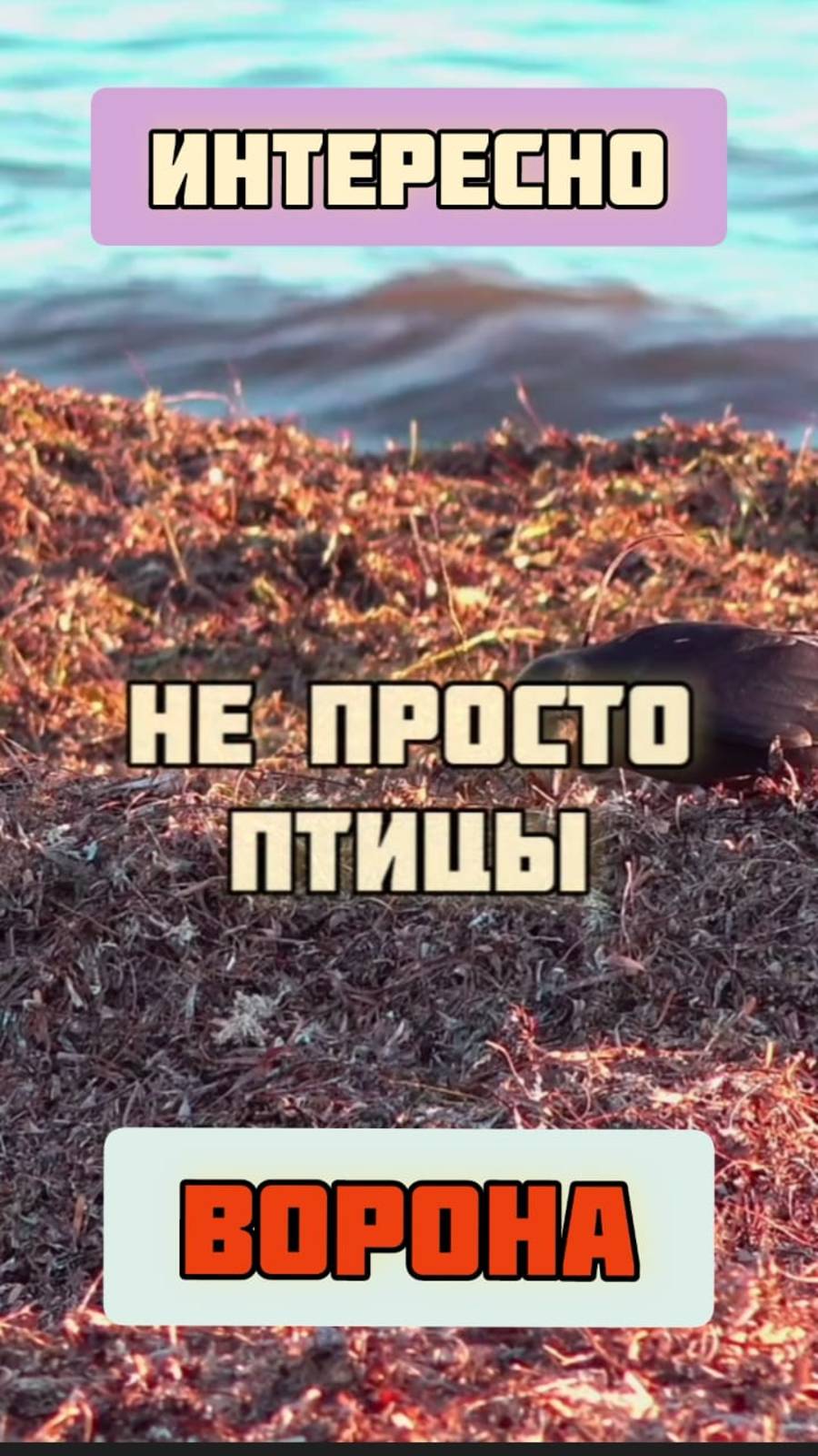 Почему вороны заслуживают уважения. Вороны - гении под нашими окнами. #вороны #птицы #ворона