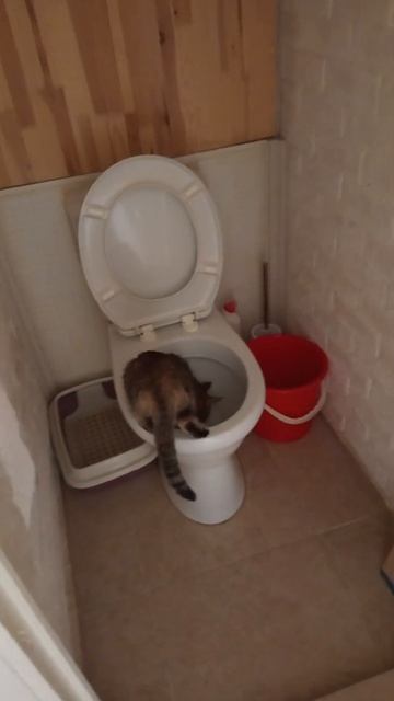 Кошка снова пьет из колодца