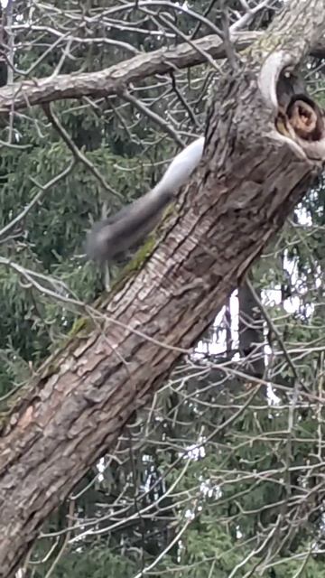 Попрыгунья Белочка резвится в городском парке