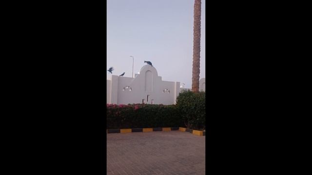 Кот и вороны