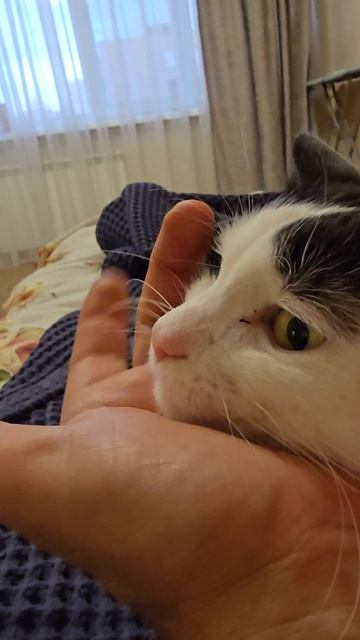 Музыкальные усы