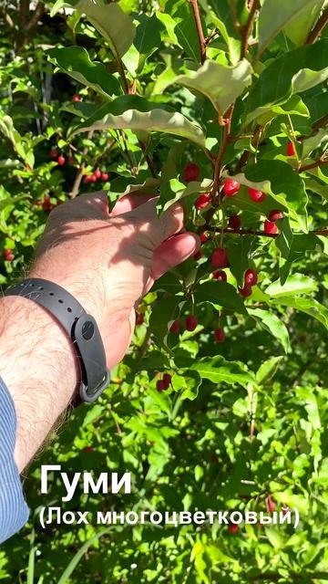 🌿 Гуми (Лох многоцветковый) – чудо-кустарник для вашего сада! 🌿