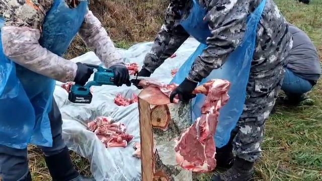 Охота в Ярославской области, 08 ноября 2025 г. Видео-9