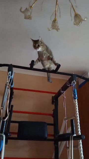 Кошка коршун