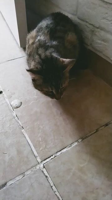 кошка блюет 5 три кучки