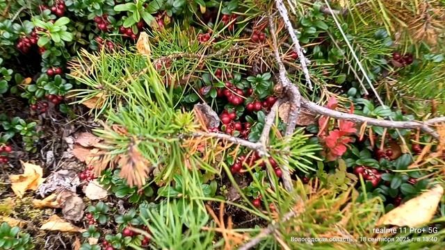 За Брусникой, Новокемский, Сентябрь 2025