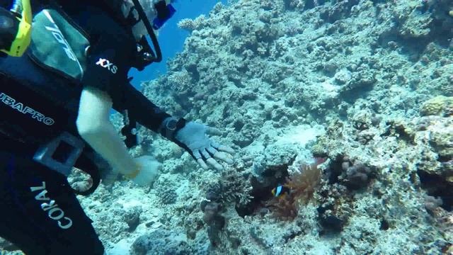 нептуново царство