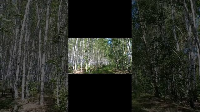 Четыре жены падишаха.