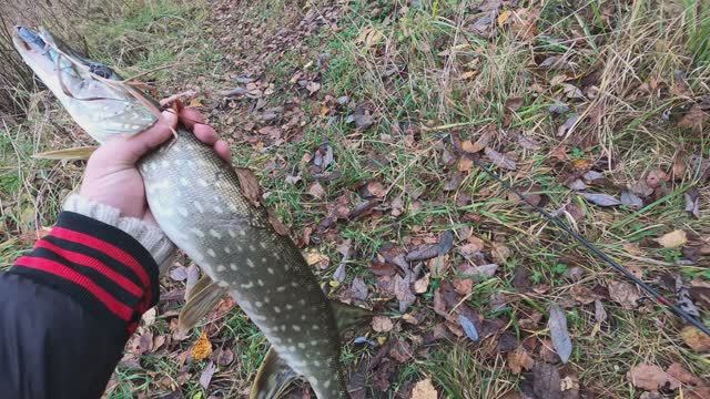 ПОЙМАЛ ПОКУСАННУЮ ЩУКУ. УПАЛ СО СКЛОНА. НАШЁЛ ДОМ В ЛЕСУ. МУСОР.