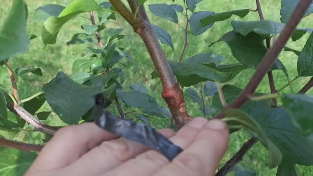 К привикам плодовых деревьев важно готовиться заранее осенью.