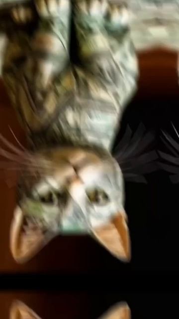 Денежный кот на удачу 👍😻😋#кот