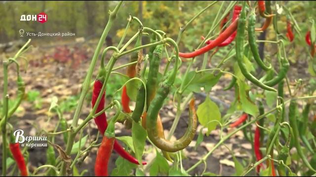 Вершки и корешки 06.11.2025 - Картофель