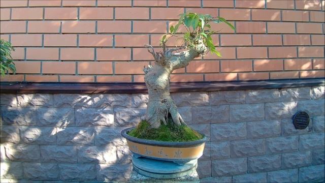 БонZай тропики Вьетнам фикус кистевидный инжирный Годзилла лето 2025 год