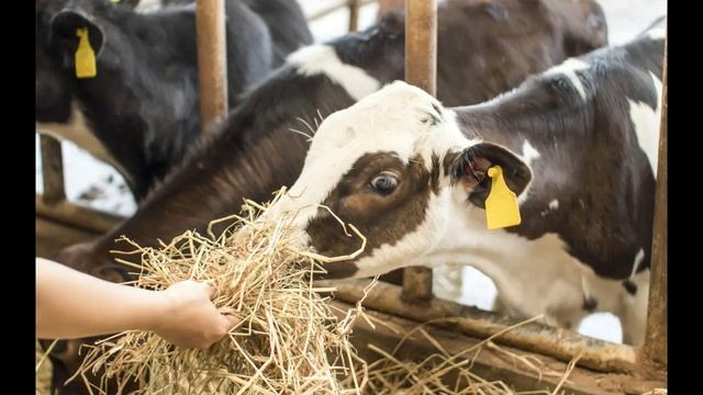 Абдульмахмуд Рахимов. Слово одно, а значения разные