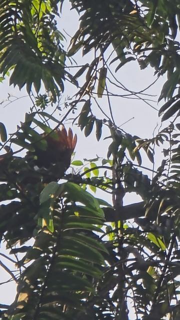 Туканы и попугаи как живут в джунглях Венесуэлы