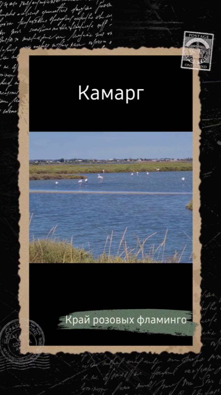 Розовые фламинго, белые соляные горы и вода цвета клубники — это Камарг! Почему фламинго розовые?