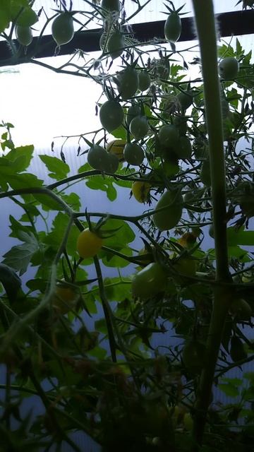 Теплица. 3 сентября 2025, севера. Часть 2.