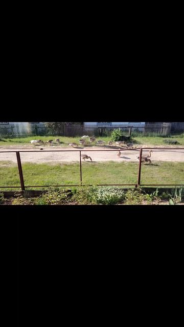 Гуси гуляют по деревне. Гуси на самовыгуле. Жили у бабуси 2  весёлых гуся