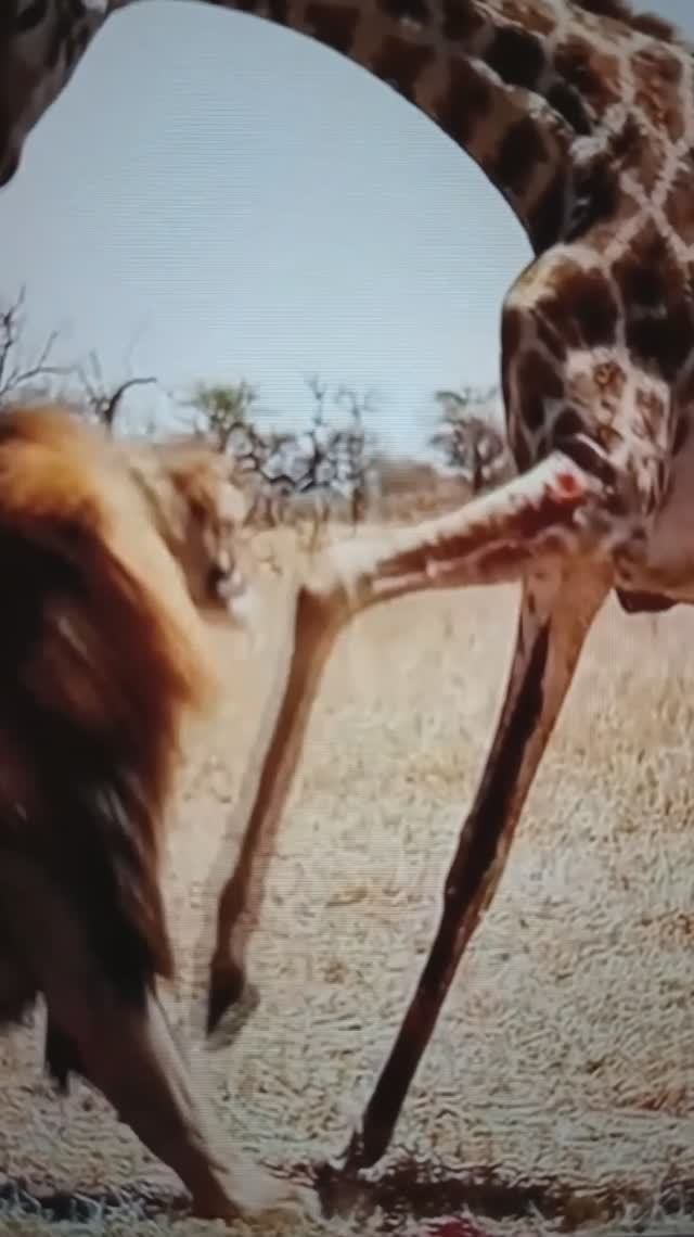 Жираф сражается со Львом🤔#Shorts