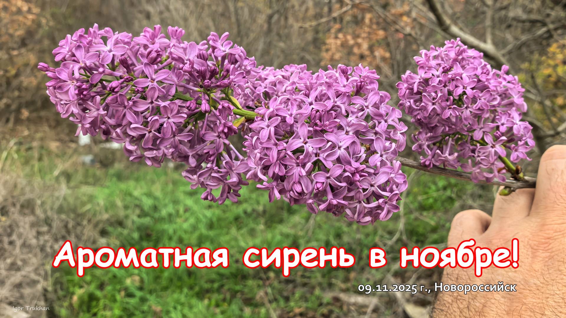 Ароматная сирень в ноябре. / 09.11.2025