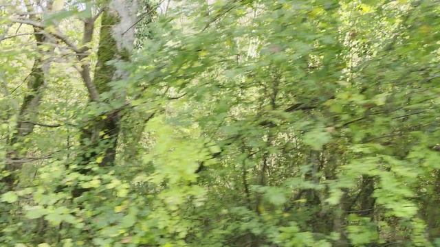 Ноябрь в русском лесу на  Кавказе. Орлиные скалы