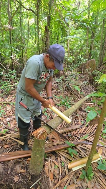 Сердце Пальмы, пробуем вкус в джунглях реки Ориноко, Венесуэла