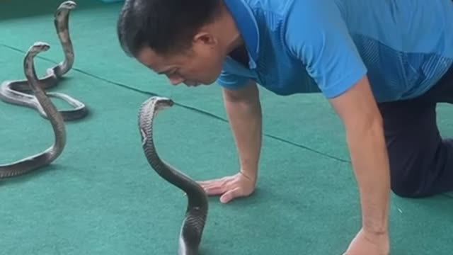 Поцелуй с коброй. Такое точно не забудешь.