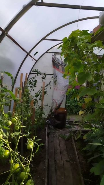 Теплица. 3 сентября, севера. Часть 1. Вот и осень.