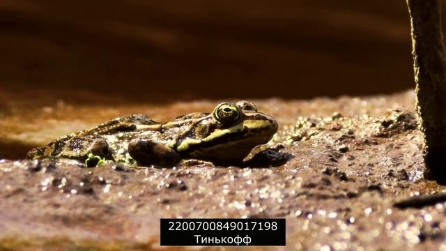 Я фиксирую очередной отказ от оплаты