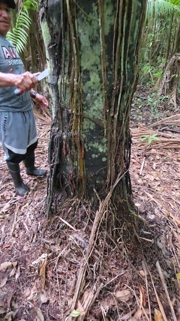 Дерево-водопровод в джунглях реки Ориноко, Венесуэла