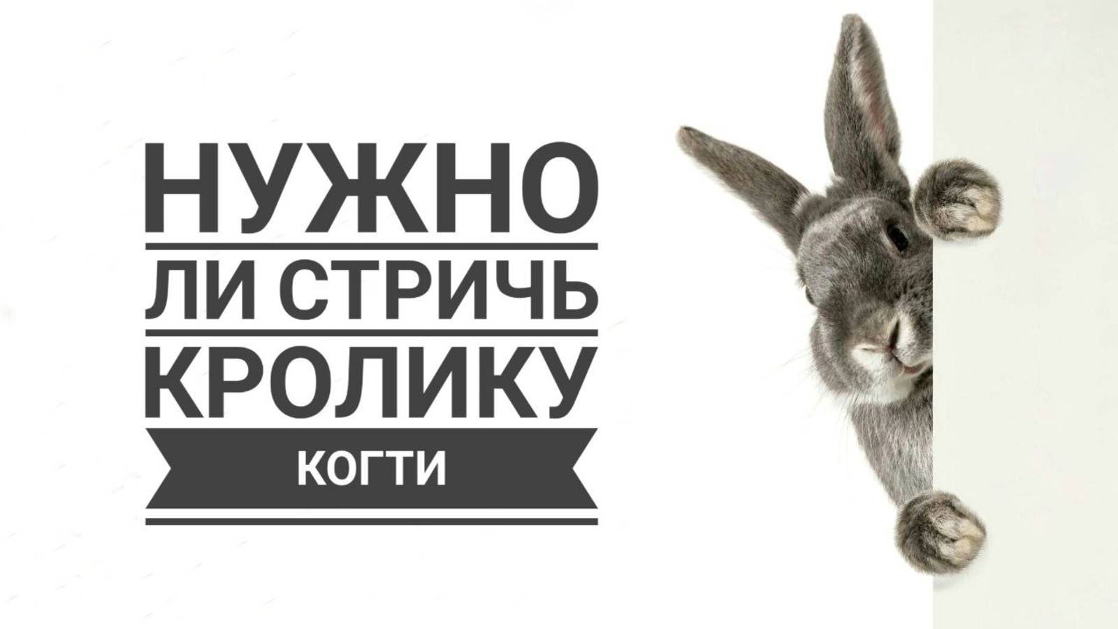 Нужно ли стричь кролику когти