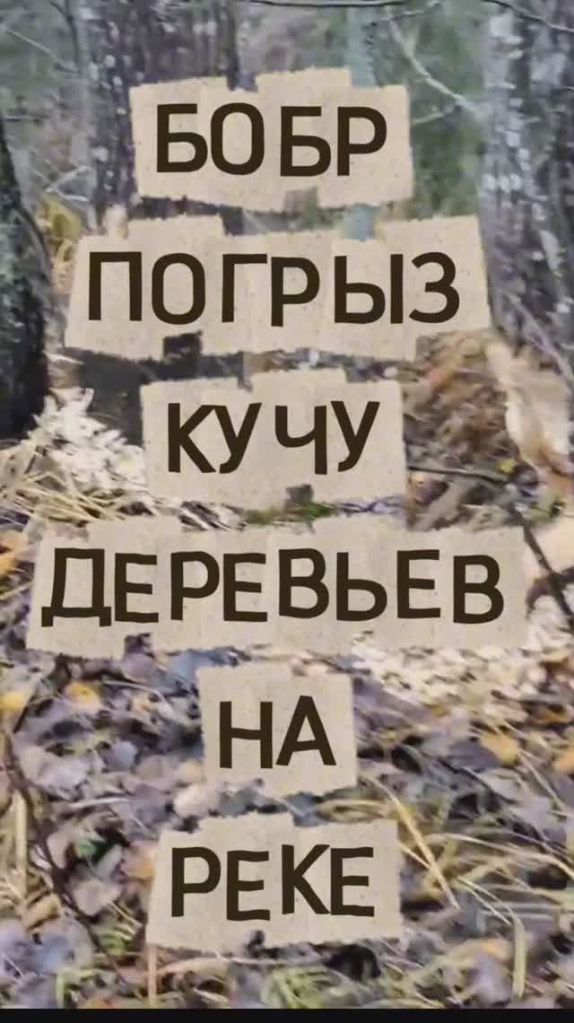 Бобр погрыз кучу деревьев на реке