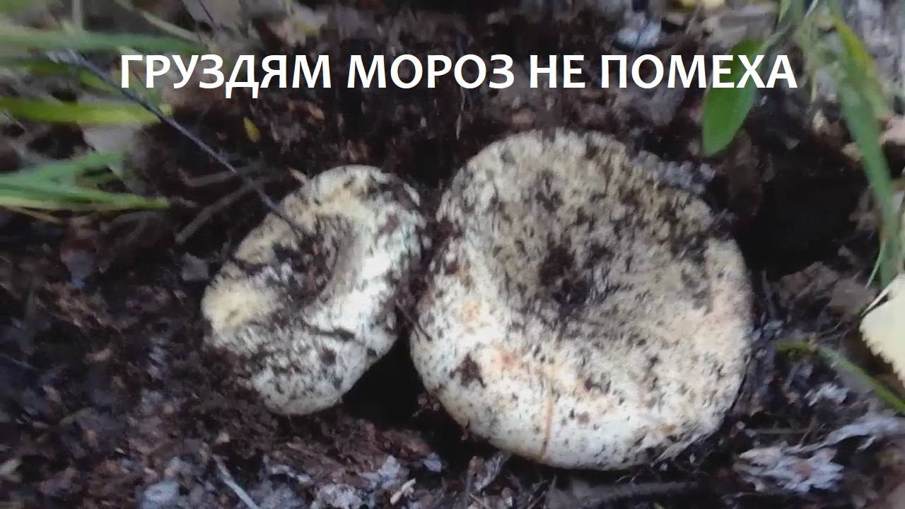 Груздям мороз не помеха