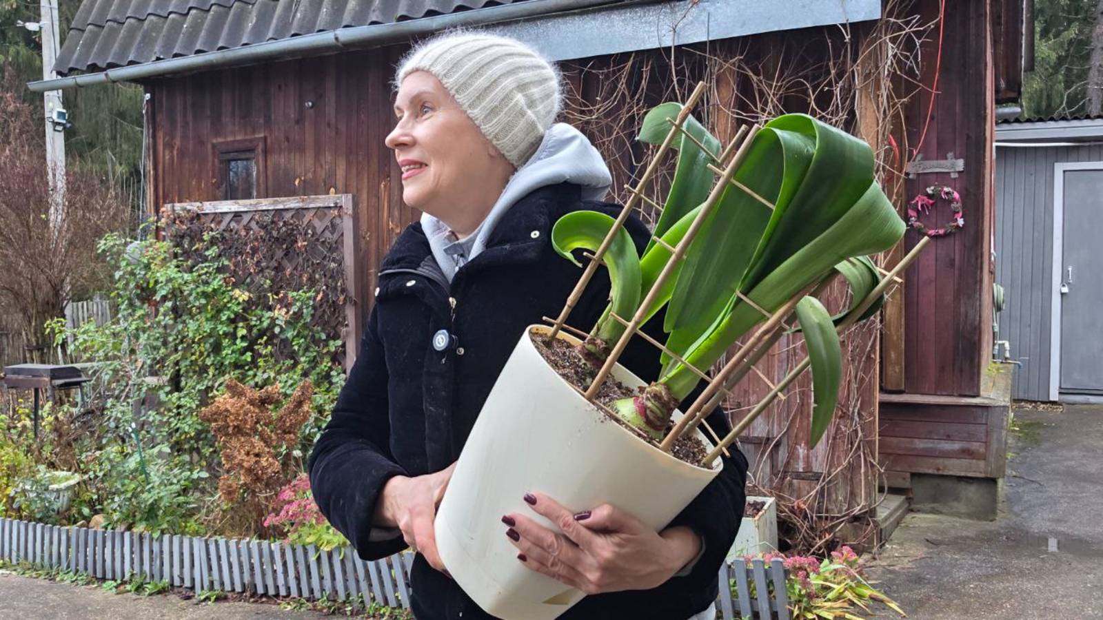 7 ноября | выкапываю гиппеаструмы, обрезка клематисов, уборка в саду