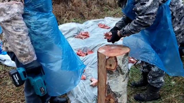 Охота в Ярославской области, 08 ноября 2025 г. Видео-10