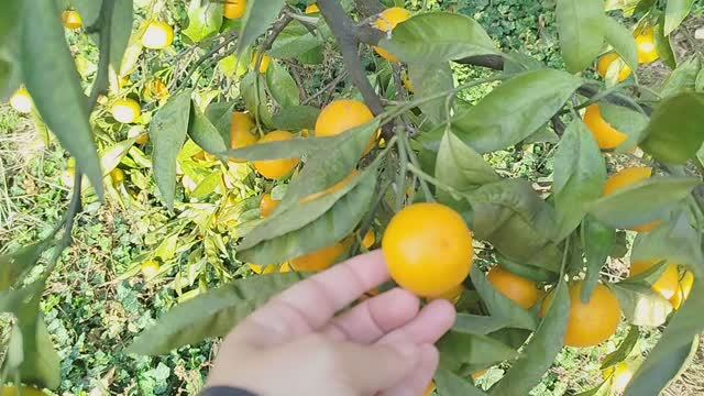 Мандарин малая(бикас)