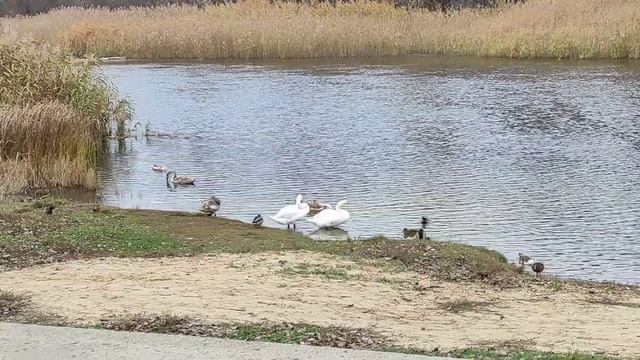 Лебеди на городском пляже