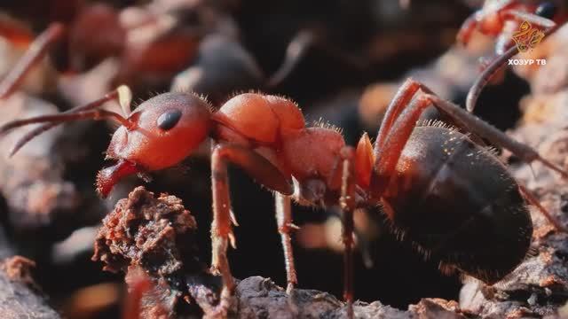 Кырмыскалар ничек аралашалар? | Гаҗәеп дөнья серләре. Бөҗәкләр дөньясы