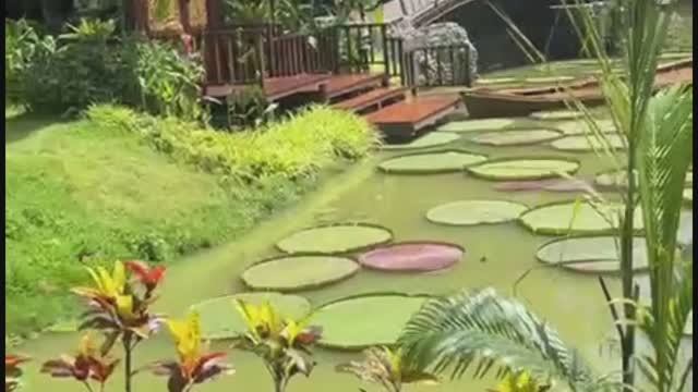 СПА комплексы в Таиланде. Mantra Forest Spa.