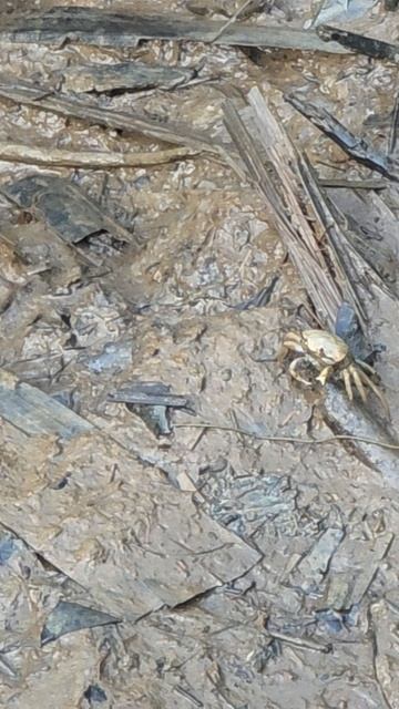 Утро, изучаю жителей джунглей реки Ориноко, Венесуэла