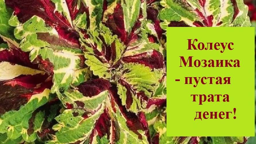 Колеусы мозаичной окраски НЕ РЕКОМЕНДУЮ к покупке, объясняю, в чем их недостаток